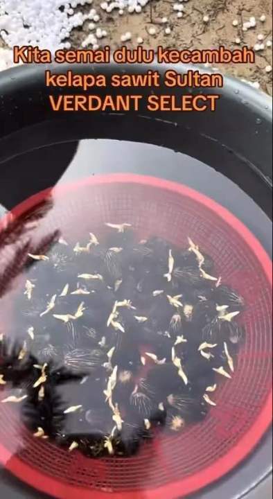 Benih sawit sultan VERDANT SELECT | Lazada Indonesia