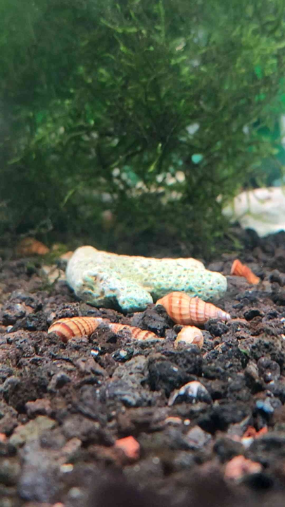 Assassin Snail Freshwater Decorative Pest Snail Killer Cleaning Crew ...