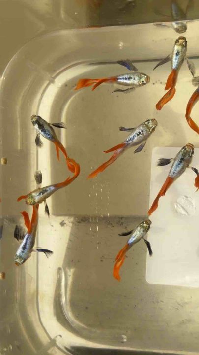 [Ready Breed]🔥Platinum Red Tail Dumbo Ear Guppy- 白金大耳红尾「孔雀鱼」 AquaX Live ...