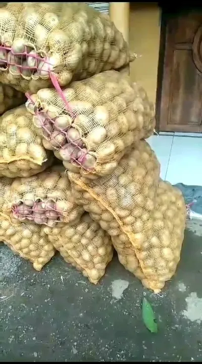 kentang Dieng besar 1 kg | Lazada Indonesia