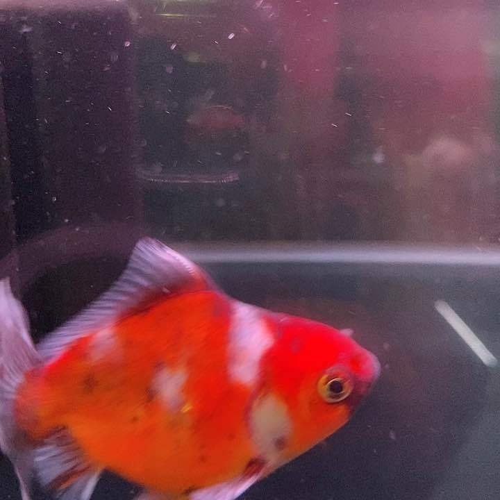 3" +/- Shogun Oranda Thai short Goldfish 将军狮金鱼 | Lazada