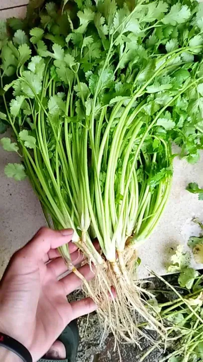 Daun ketumbar/wangsuy/caliandre fresh 250gram dipanen dadakan | Lazada ...