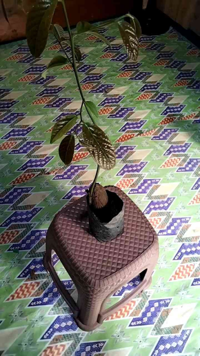 Bibit kayu ulin Kalimantan | Lazada Indonesia