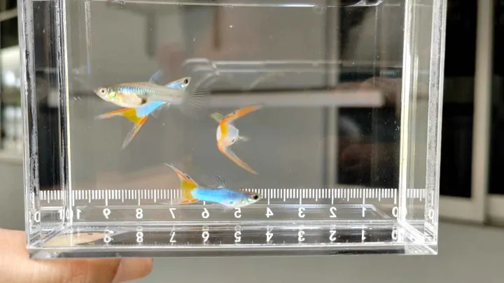 (Pair) Singa Blue Red-tailed Double Sword Guppy | Endler | Fish | Ikan ...