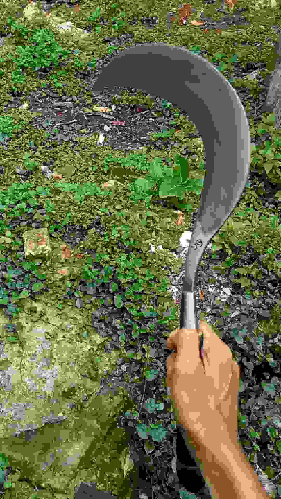 clurit atau sabit rumput padi dan ranting daun madura | Lazada Indonesia