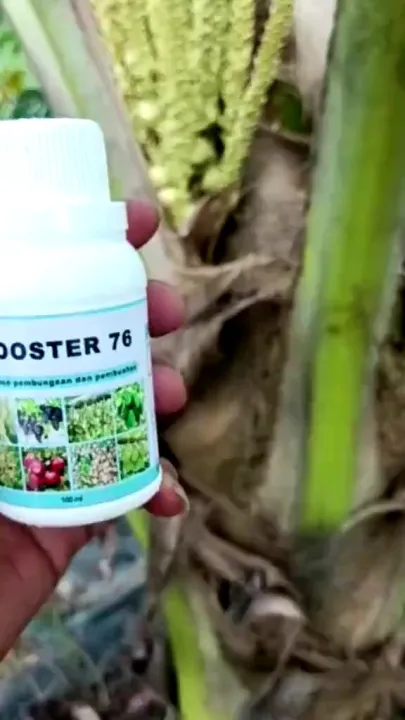 Pupuk Booster 76 Kemasan 1Liter Pupuk Organik Pelebat Penyubur Buah ...