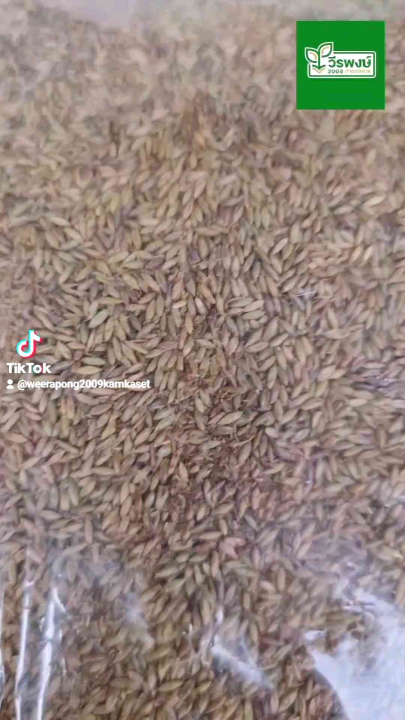 เมล็ดหญ้ารูซี่ Ruzi Grass 1กิโลกรัม | Lazada.co.th