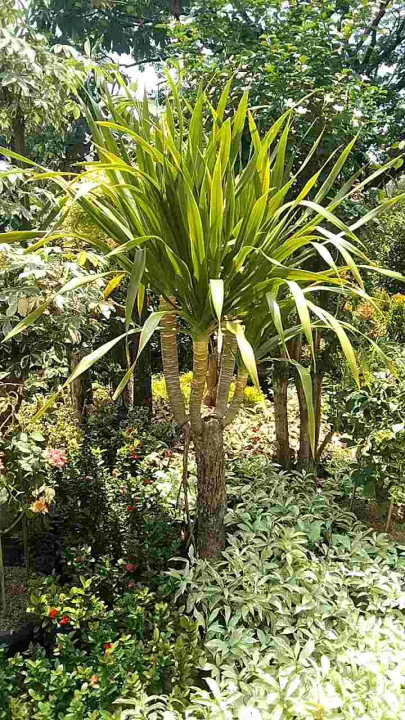 tanaman hias pohon pandan Bali / pohon pandan Bali | Lazada Indonesia