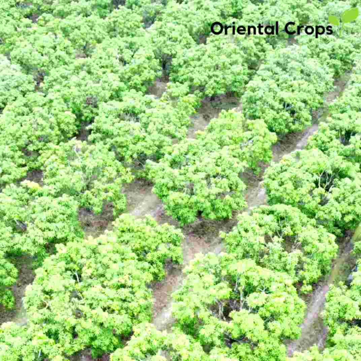 Dahon ng Mangga Outdoor Garden Plant | Lazada PH