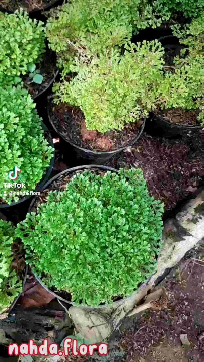 Pohon Lumut Ambon Tanaman Paludarium - Bibit Rumput Papua - Selaginella ...