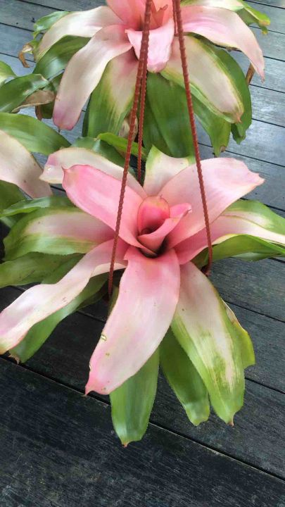 Neoregelia Michi Plants ( 積水风梨/bromeliad ) | Lazada