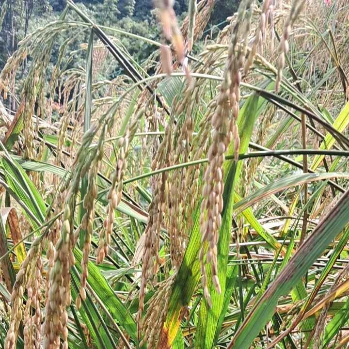 benih padi huma asli untuk lahan kering beras merah padi Huma jenis ...