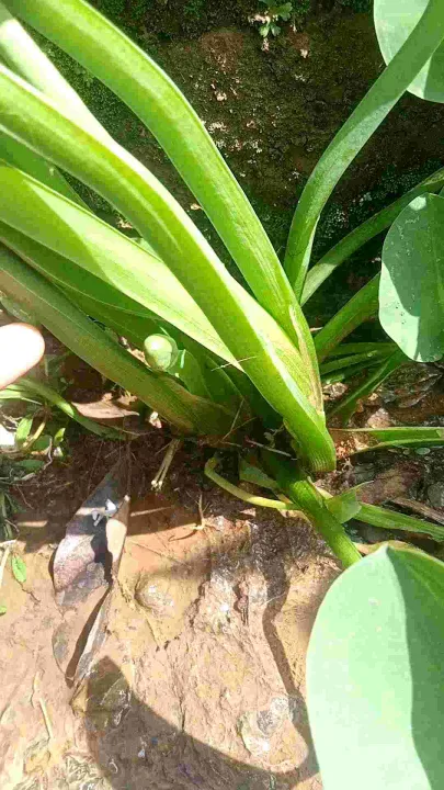 Genjer Eceng Gendot Lalapan Segar Olahan Sayur Tradisional | Lazada ...