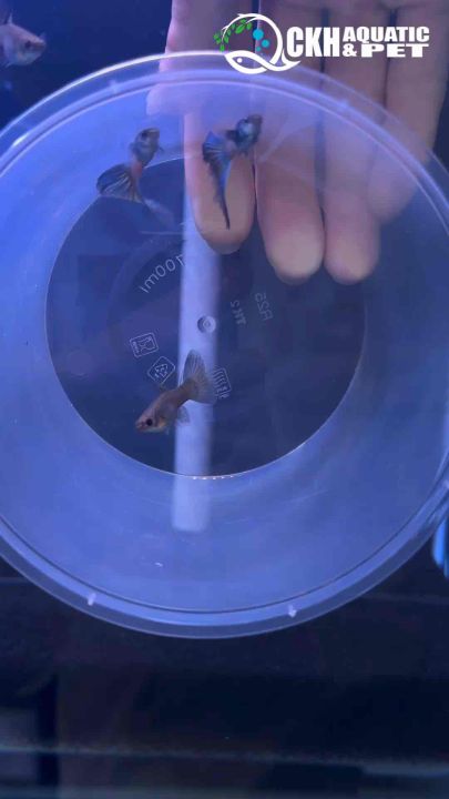 Ckh Aquatic Guppy Metal Blue Snakeskin 孔雀鱼蛇皮蓝金属 Lazada