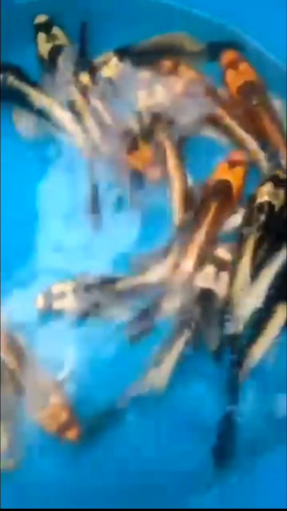 Mayan butterfly koi @ bumble bee butterfly koi | Lazada