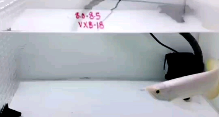 MGBB Arowana Power Blue | Lazada