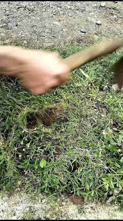 Cangkul Mini / Pacul Kecil Untuk Berkebun (Baja Per Asli) | Lazada ...