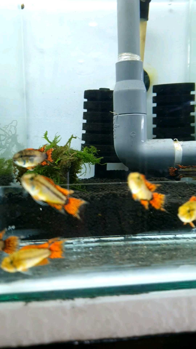 Apistogramma Cacatuoides Super Red /Ornamental fish/Freshwater ...