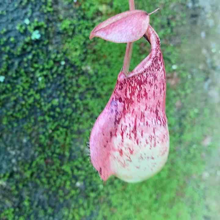 Nepenthes live plant / periuk kera hidup / 猪笼草 | Lazada
