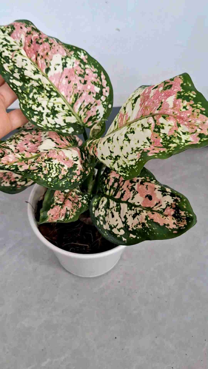 RARE Agloenema Varieties Solidly Rooted Collectors Collection Thailand ...