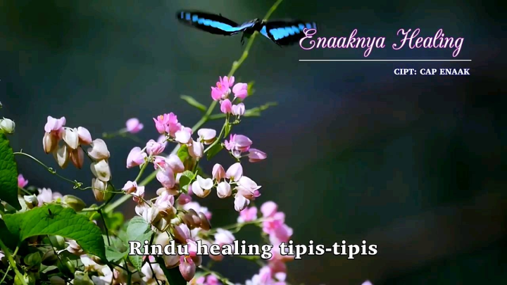 SUSU CAP ENAAK 370 GR by Indofood - Susu Kental Manis SKM Kaleng - Milk ...