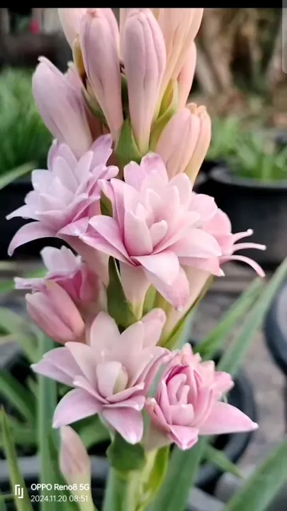 1 Pokok Bunga Harum Sundal Malam Pelbagai Warna Putih Pink Purple ...