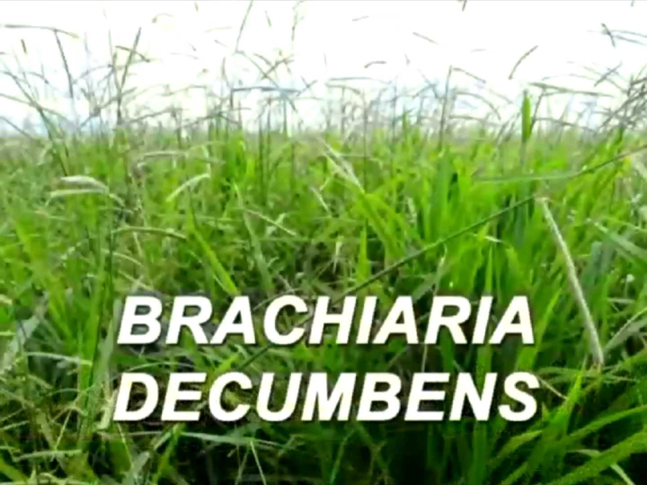 Rumput Signal (brachiaria decumbens) 25kg-benih rumput penghijauan ...