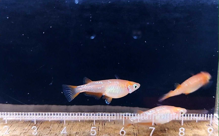 [DOA] Red Stardust Medaka Ricefish - Kouka 稻田鱼“红华” / 观背青鱂 | Lazada