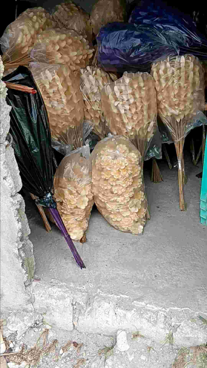 Plain/Natural kinayas stick 100pcs | Lazada PH