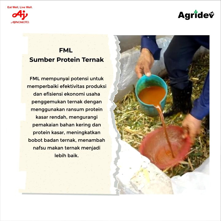 FML Fermented Mother Liquor Sumber Protein dan Asam Amino Ternak ...