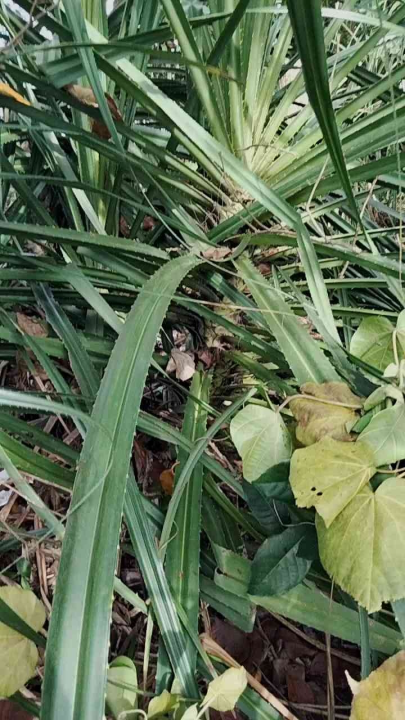Daun mengkuang segar ( pandanus artocapus) BERDURI - 5 Kaki/helai ...