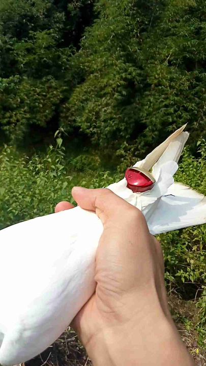 Sawangan fiber Kuningan merk KDI / sawangan merpati rumahan / merpati ...