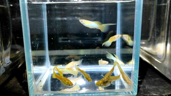 (Pair) Yellow Snakeskin Top Sword Endler / Guppy / Guppies | Lazada