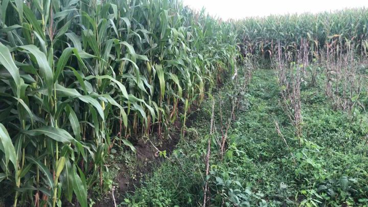 Power Grower Combo Amazing Foliar Fertilizer, 500 grams, Improved ...