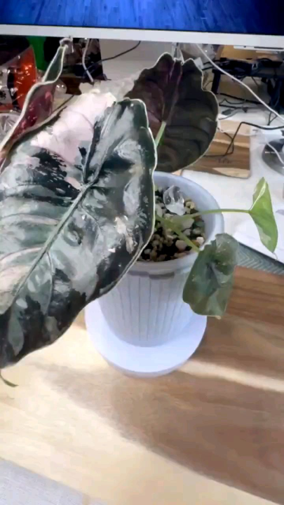 Rare Alocasia Pink Azlanii Variegatedโทนสีดำชมพูหายากน่าสะสมจำหน่ายแบบ ...