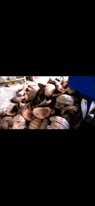 COCONUT HUSK, PRESSED BUNOT for ORCHIDS | Lazada PH