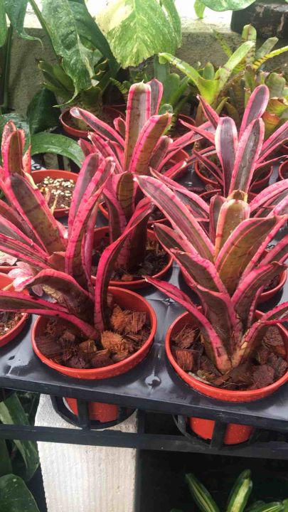 Neoregelia Star Fire ( Bromeliad / 積水风梨 ) | Lazada