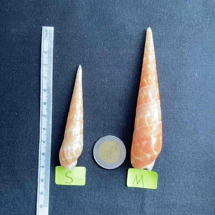 หอยสังข์กรวยแดง Red Bamboo Shoots Long Cone Conch Shell hongsun ...