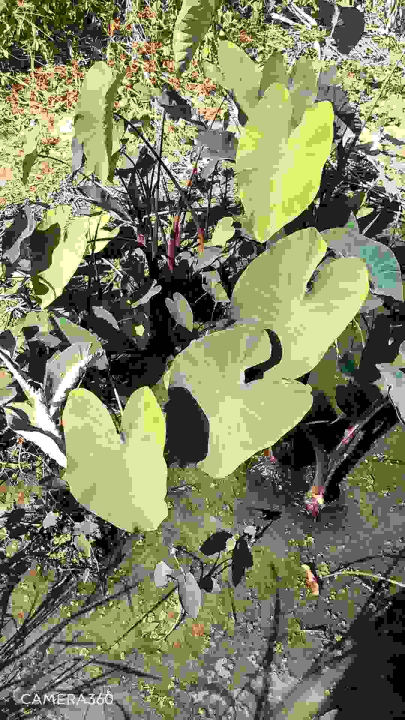 Colocasia Blue Devil ตัดสดไม่ตัดใบ โคโลคาเซีย บลู เดวิว | Lazada.co.th