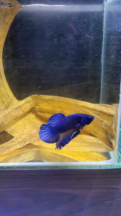 Betta Junior size (HMPK Royal Blue) | Lazada