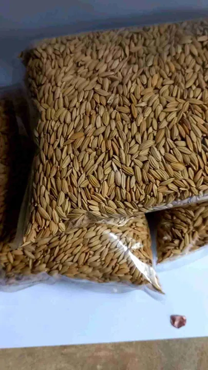 padi huma benih padi khusus darat original pilihan | Lazada Indonesia