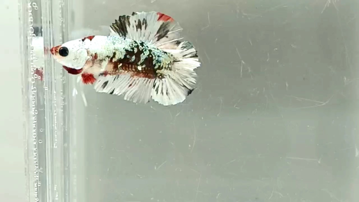 RBG ( 🔥 READYSTOCK 🔥 ) IKAN LAGA BETTA FISH MALE FEMALE DOUBLE TAIL ...