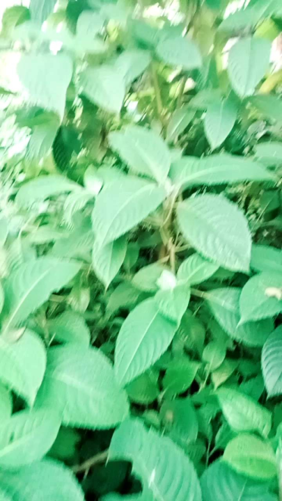 Madre de agua plant rooted and cuttings rooted | Lazada PH