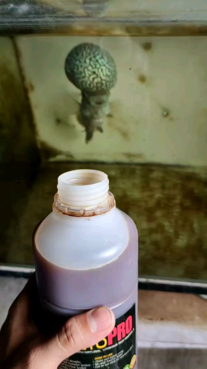 LactoPRO Probiotics with Natural Vitamins and Minerals + Astaxanthin ...