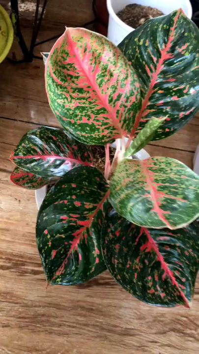 aglaonema top.rare black sombat | Lazada PH