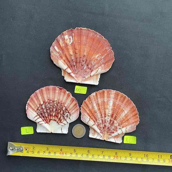iceland scallop shell หอยเชลล์ไอซ์แลนด์แบน 10-13cmสำหรับบาร์บีคิว ของตก ...