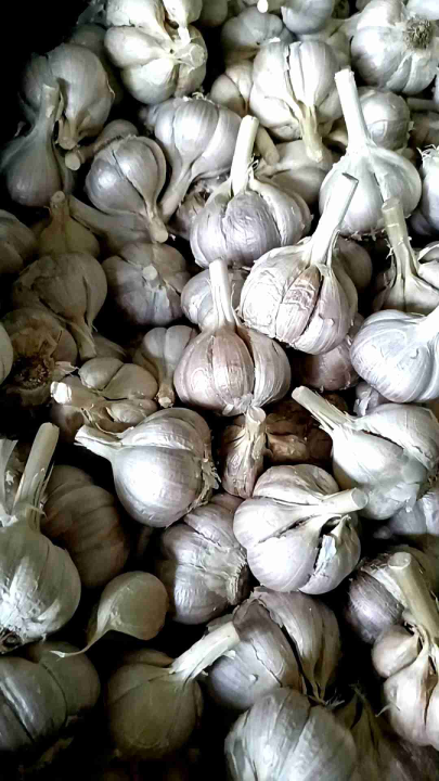 BAWANG PUTIH SEGAR KATING 250gr, 500gr, 1kg | Lazada Indonesia
