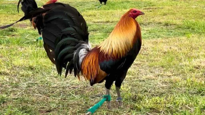 Dr. Blues Carbotec Capsule (For conditioning) | Lazada PH