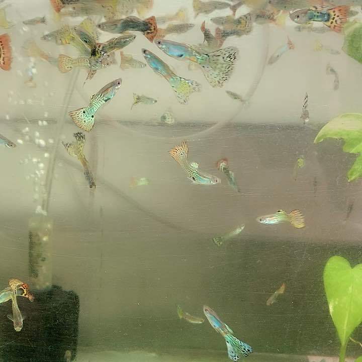 Assorted/Mixed Guppy - Buy/Get 10 males/females New batch…no | Lazada