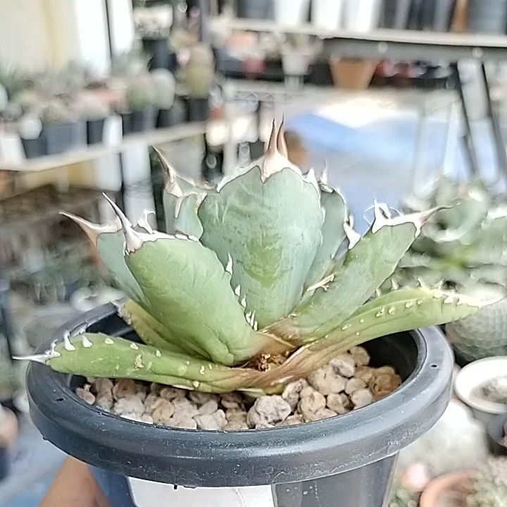 Agave titanota no.1 compact | Lazada.co.th
